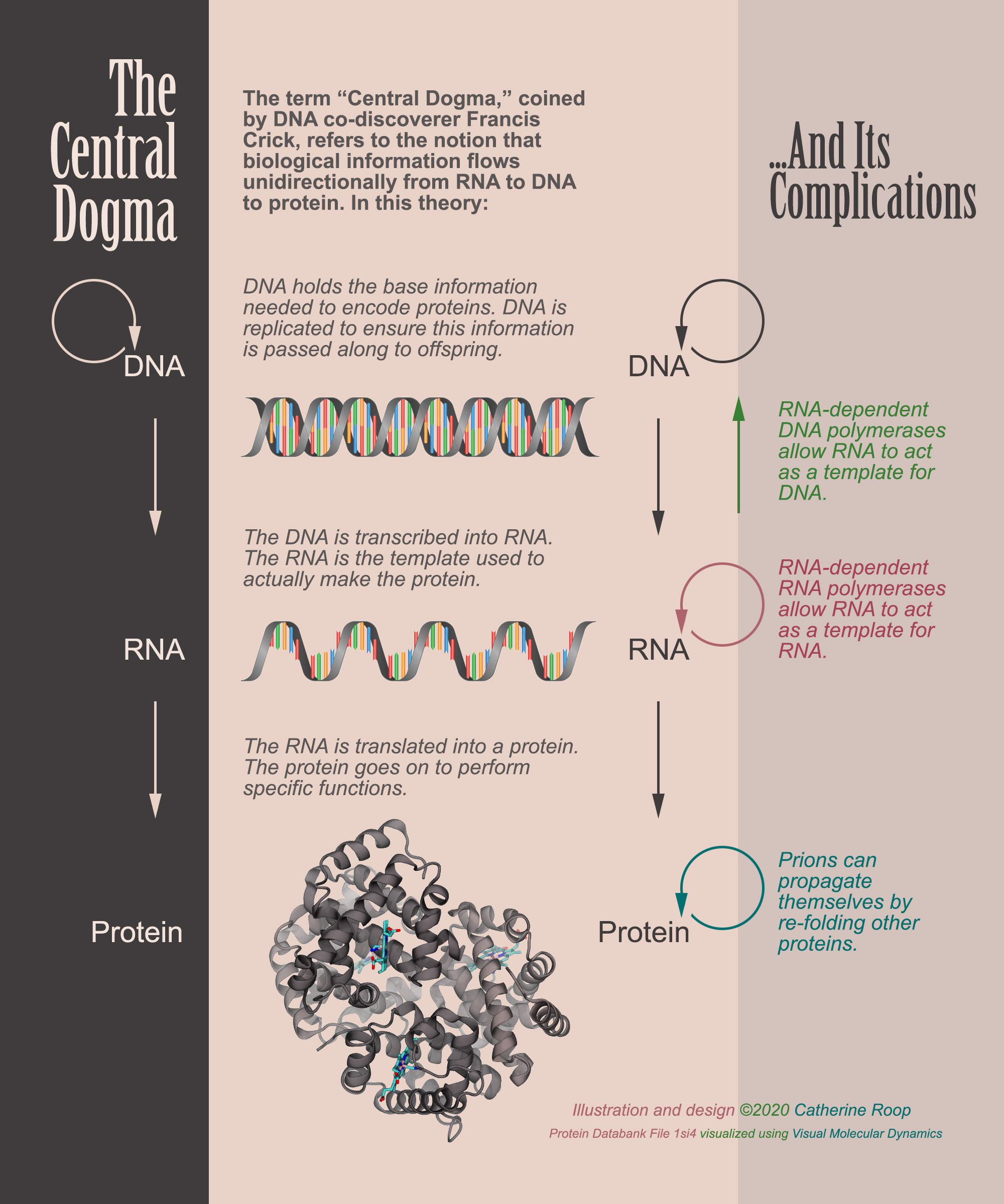 Central Dogma – Catherine Roop
